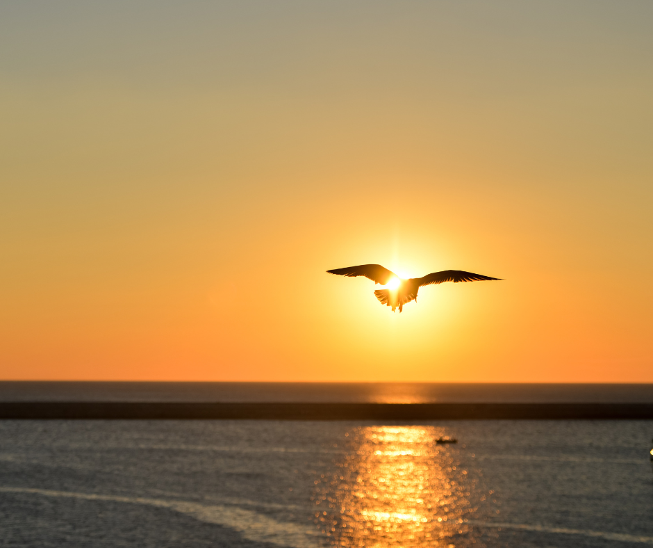 Liberdade Financeira