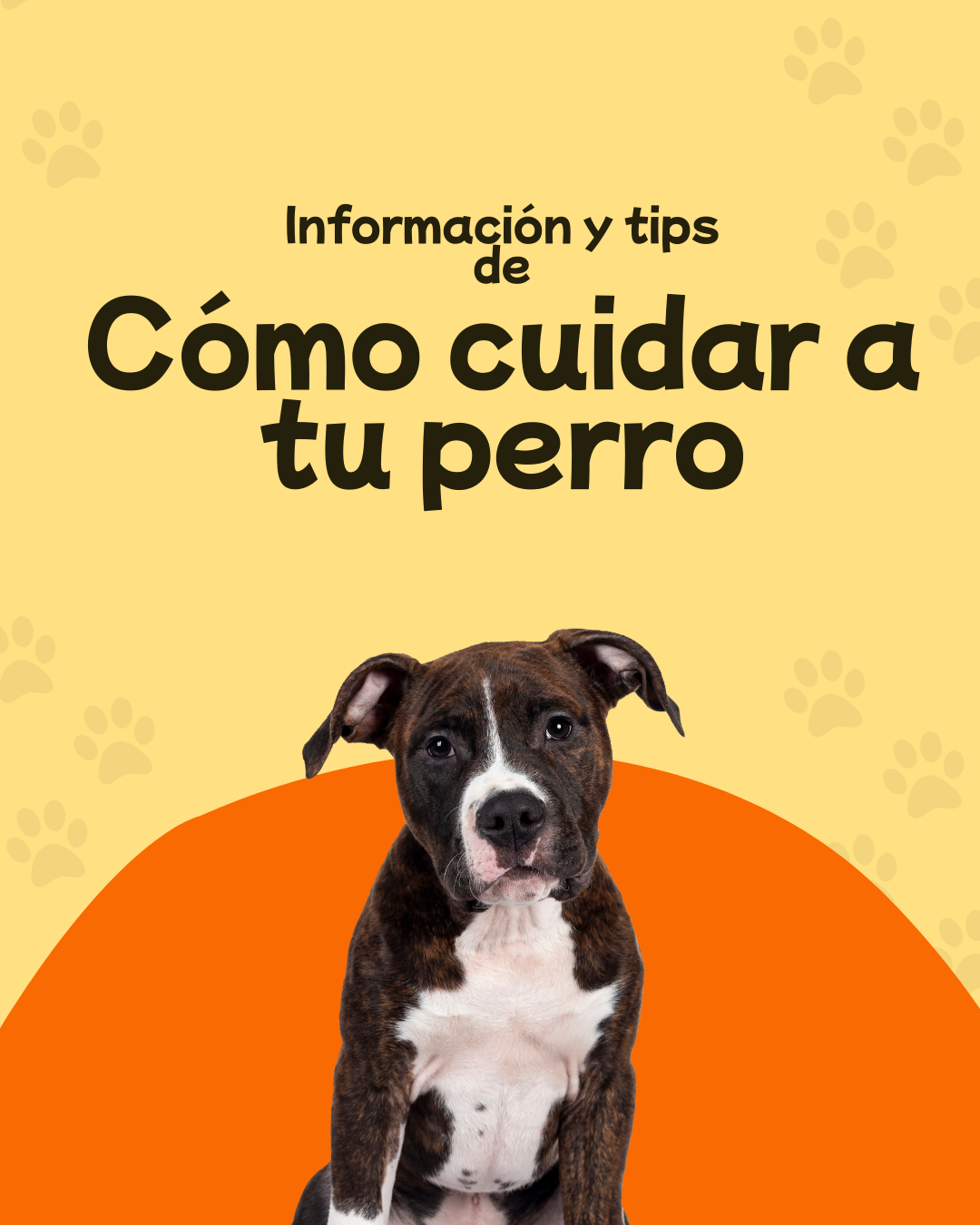 guía para cuidar a tu perro - Federico Pudiza | Hotmart