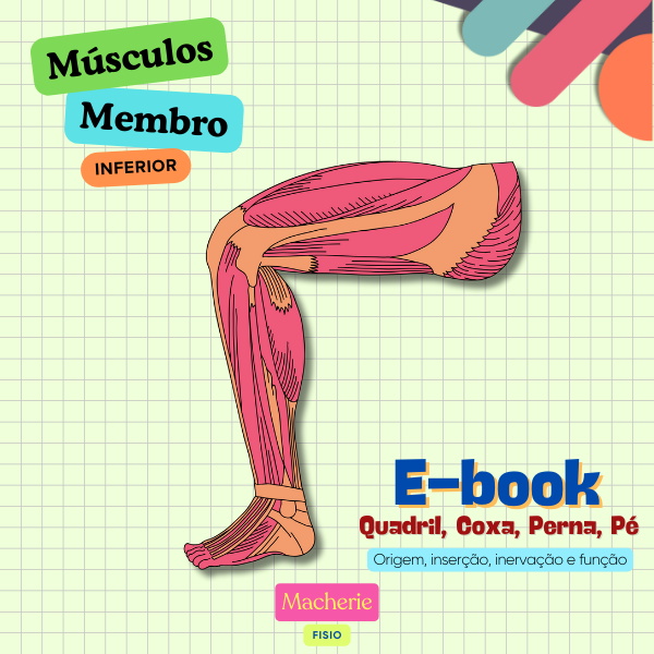 Minha Querida Anatomia descomplicada - Músculos do Membro Inferior