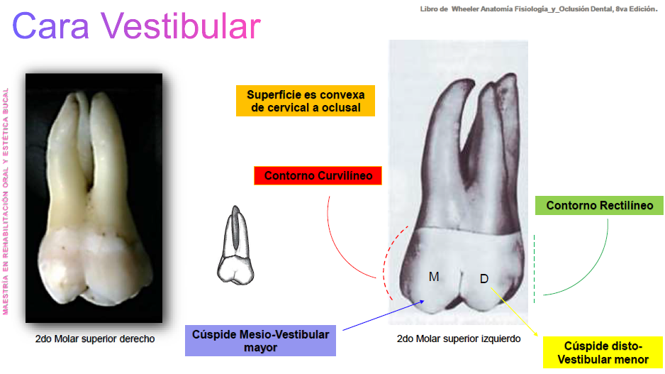 Segundo Molar Superior: Anatomía, Morfología y Aplicaciones Clínica...