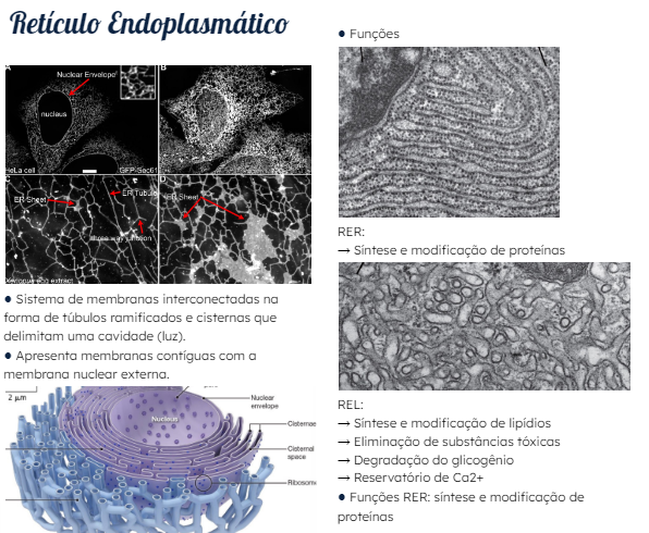 Resumo retículo endoplasmático - Rafaela Dias Neves | Hotmart
