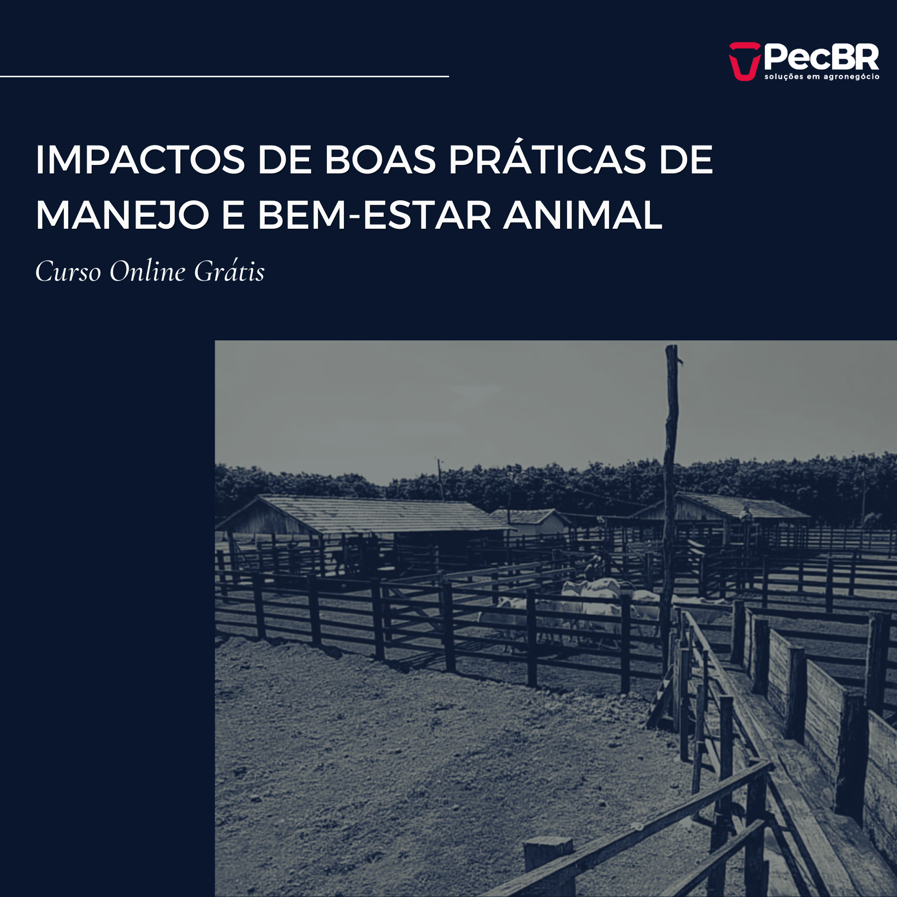 IMPACTOS DE BOAS PRÁTICAS DE MANEJO E BEM-ESTAR ANIMAL - Caio de As...