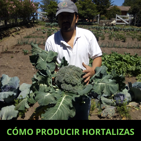 ¿Cómo Sembrar Hortalizas En Poco Espacio De Terreno? - Darío Pachac...