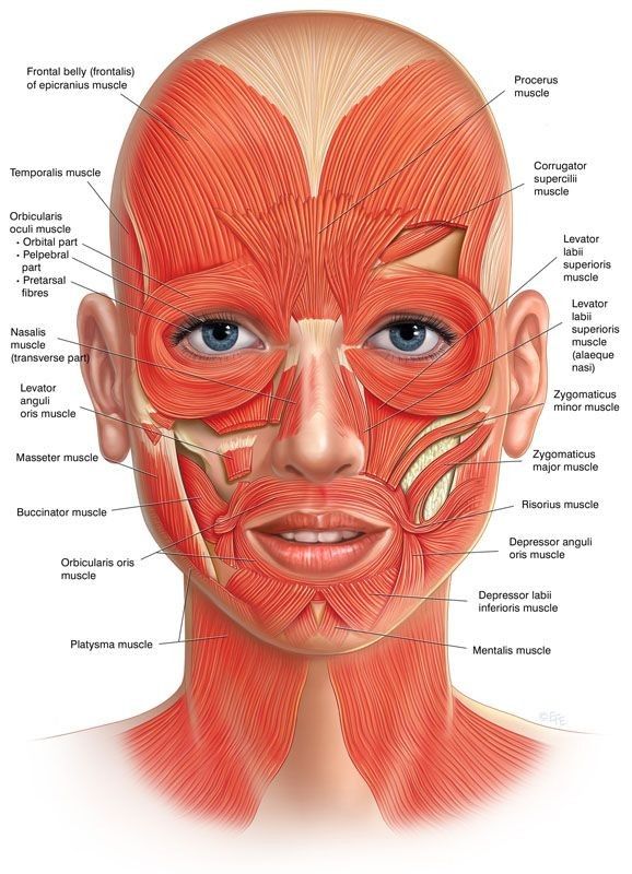 Anatomía Facial - Y | M | Hotmart
