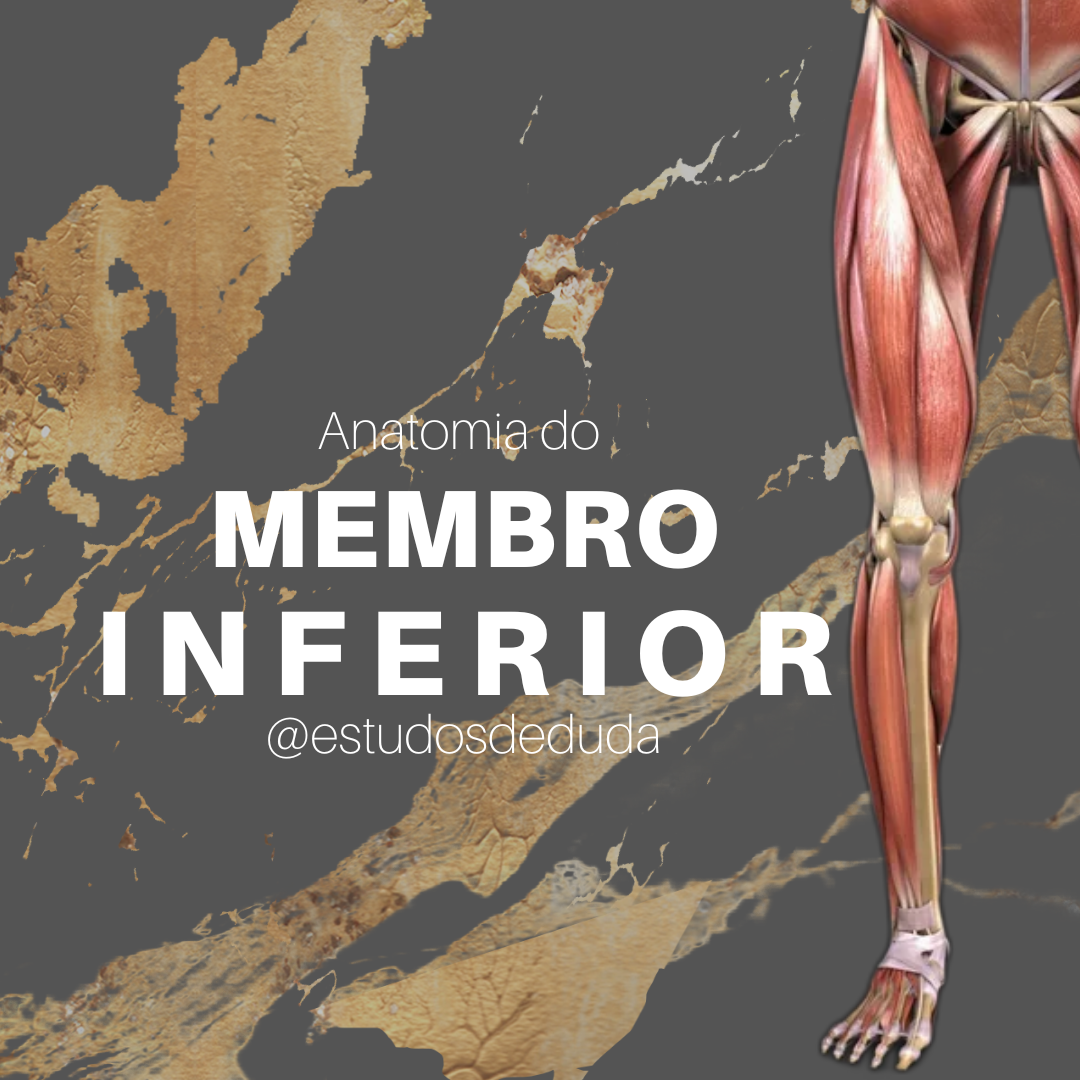 Apostila de anatomia do membro inferior - @estudosdeduda - Maria Ed...
