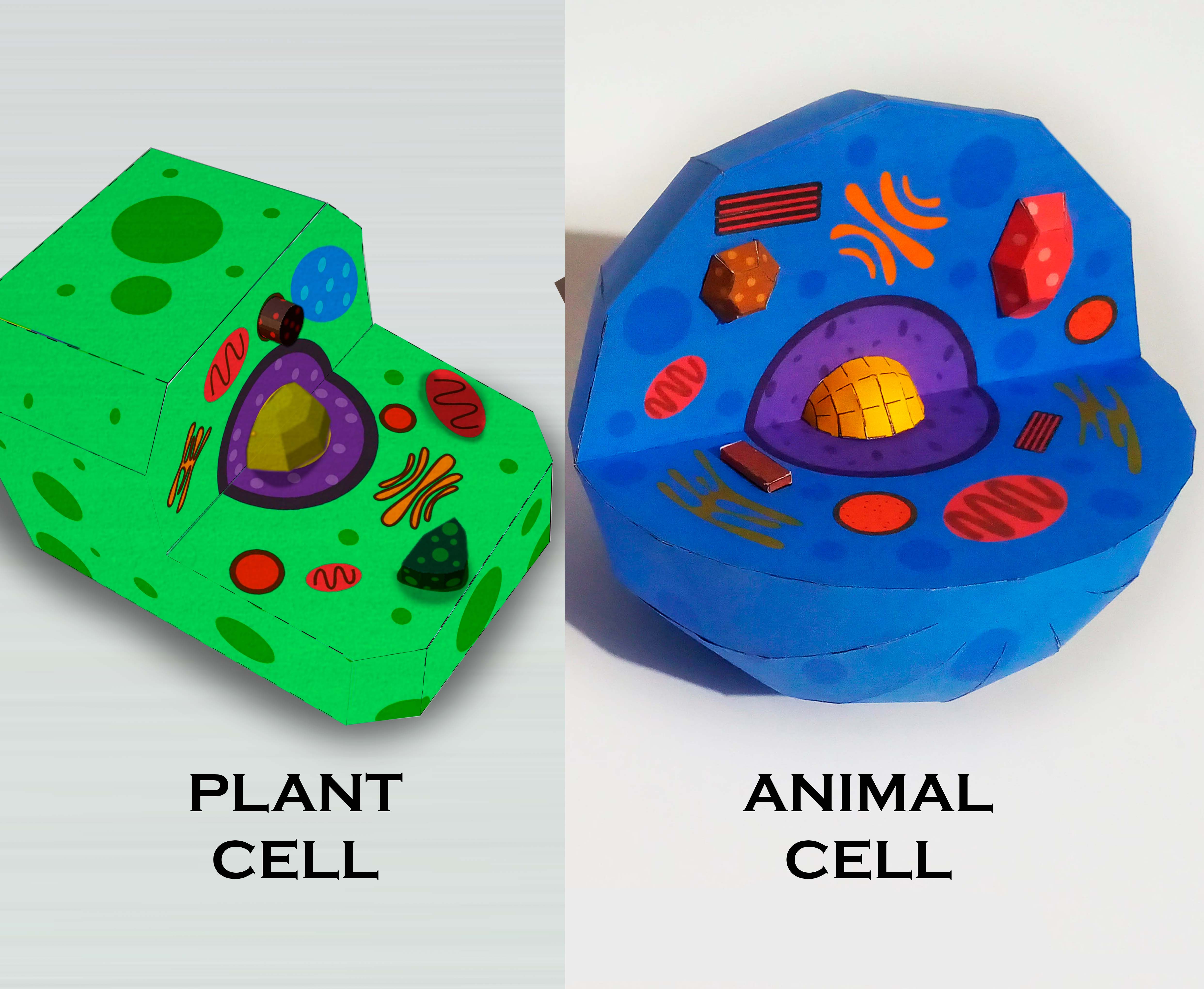 CELL PAPERCRAFT, Printable Animal Plant Cell, Education Papercraft, Diy ...