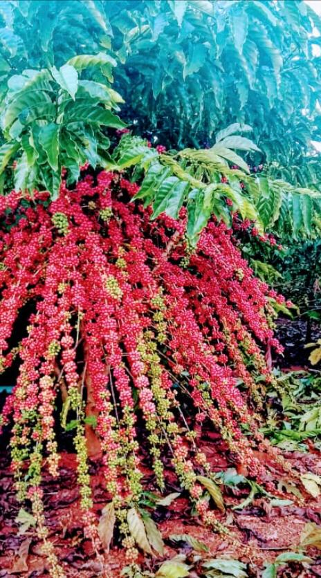 Técnica para Produção e Revigoramento de Lavouras de Coffea Canepho...