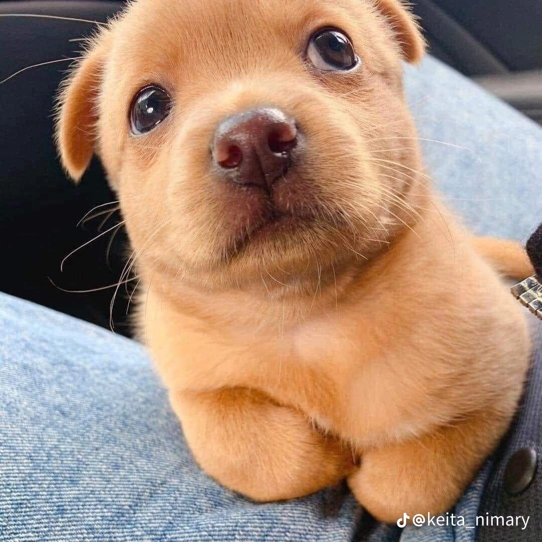 IMÁGENES PARA ROPA - Randalf Denilson Martínez | Hotmart