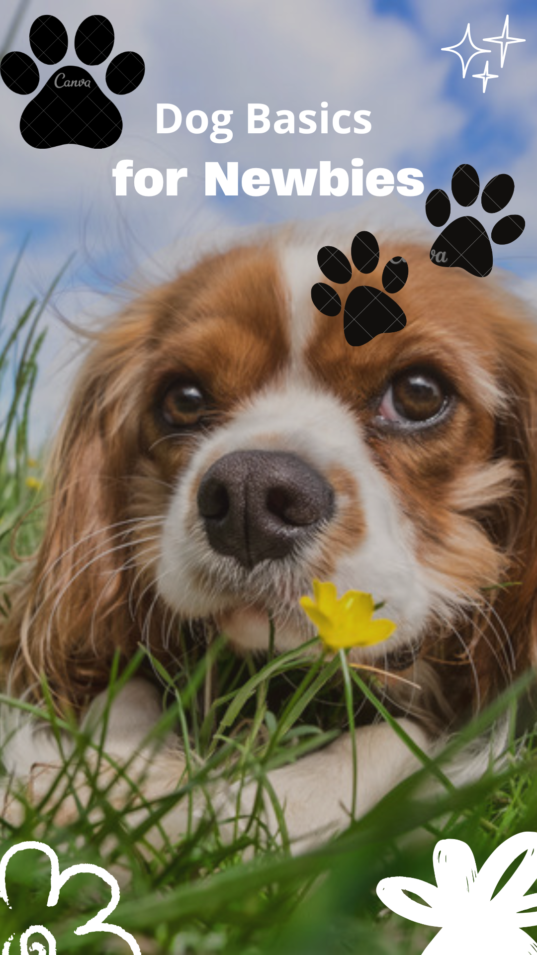 Dog Basics for Newbies