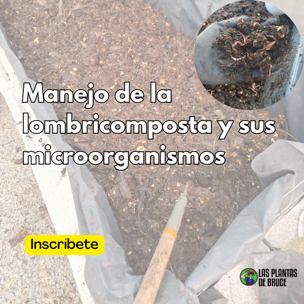 Manejo de la lombricomposta y sus microorganismos - las plantas de ...