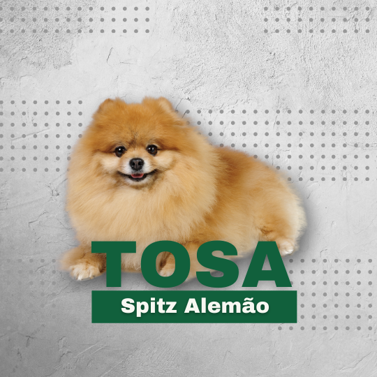 Tosa Spitz - Onielson macedo | Hotmart