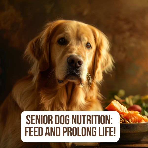 Senior Dog Nutrition: Feed and Prolong Life!