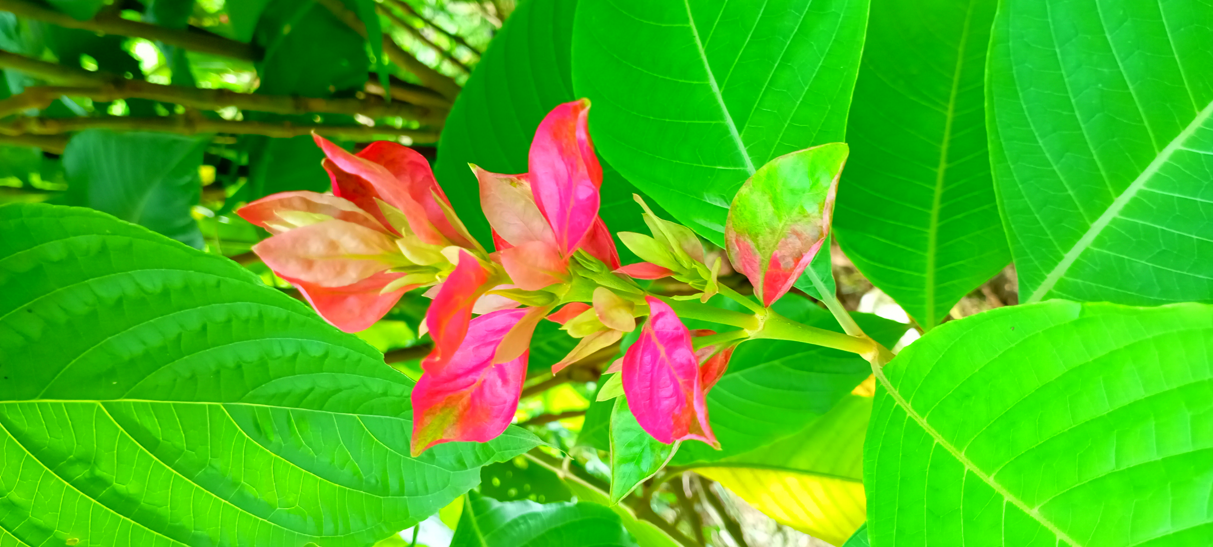 Flor