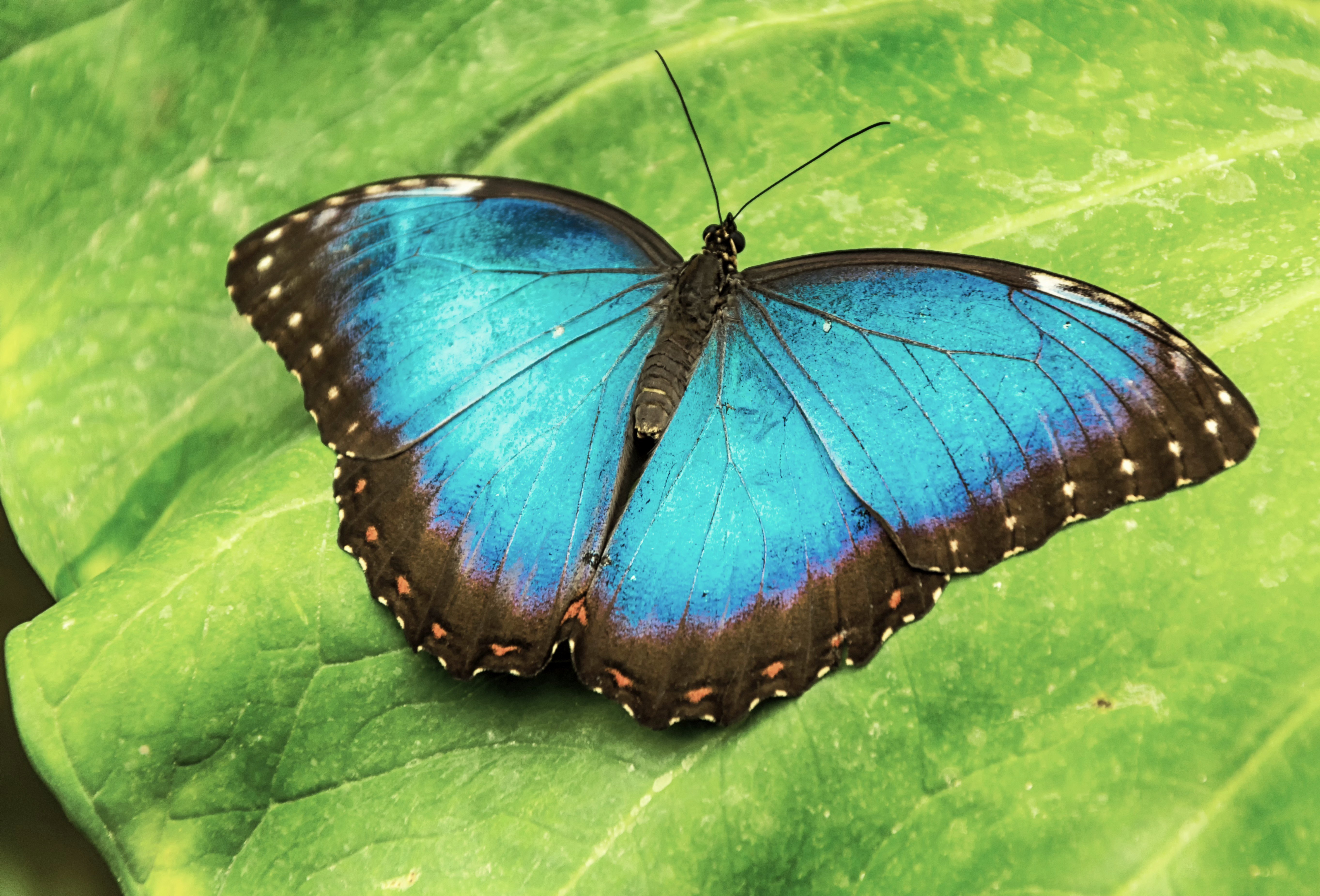 Mariposa Blue Morpho archivo digital descargable - Elena Maria Sanc...