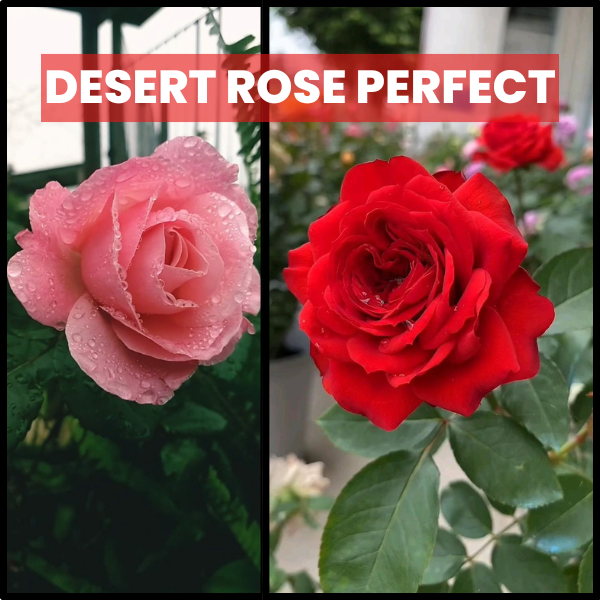 Learn all the tricks to make your desert rose perfect