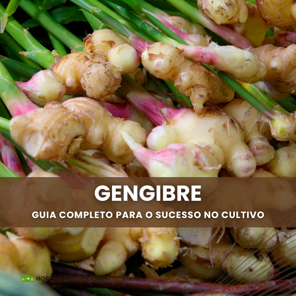 Segredos do Gengibre: Cultive Saúde e Sabor em Seu Próprio Jardim