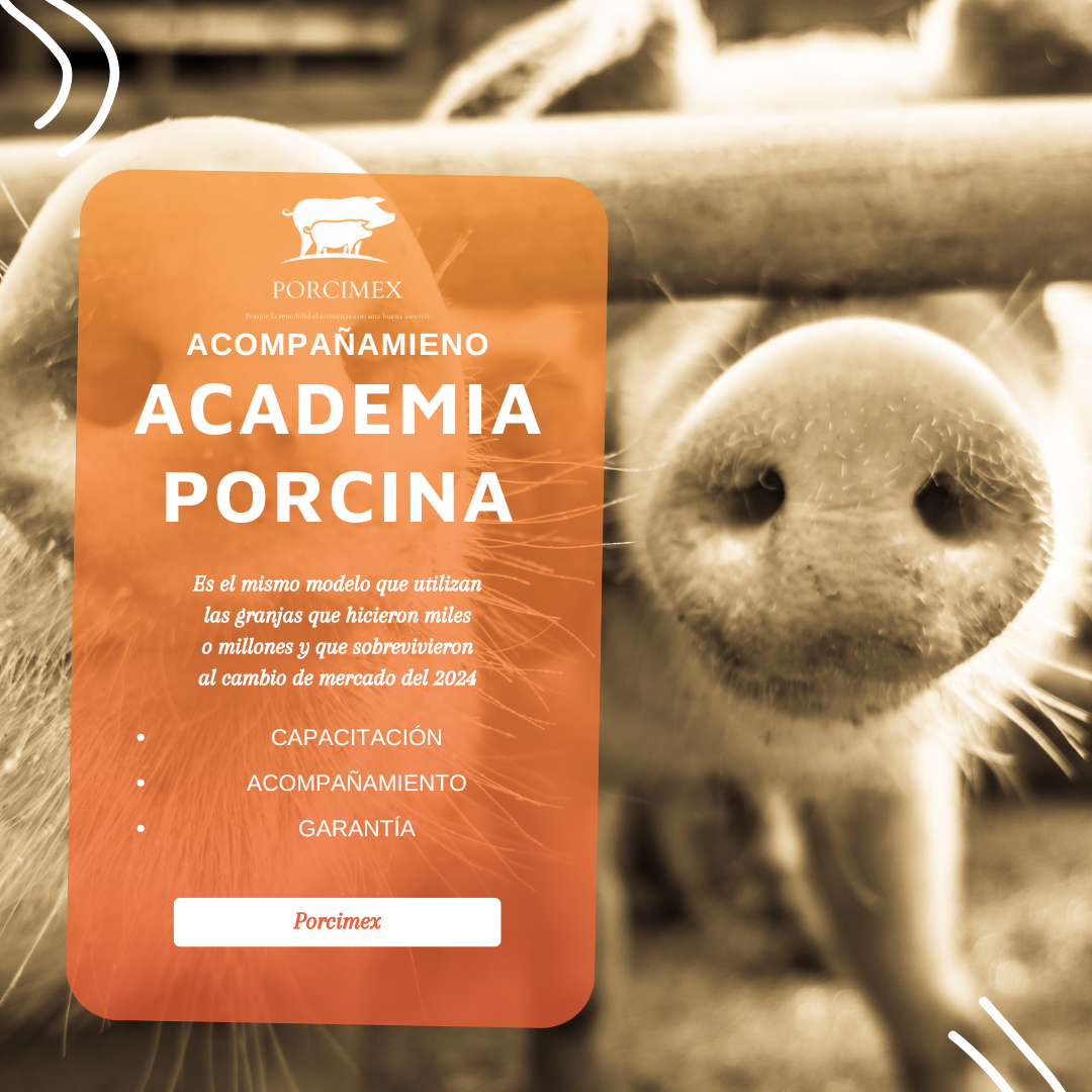 ACOMPAÑAMIENTO ACADEMIA PORCINA - Más lechones y cerdos más gordos ...