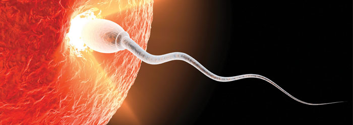 Reprodução Humana para o Ginecologista e Obstetra - EmbrioLógica