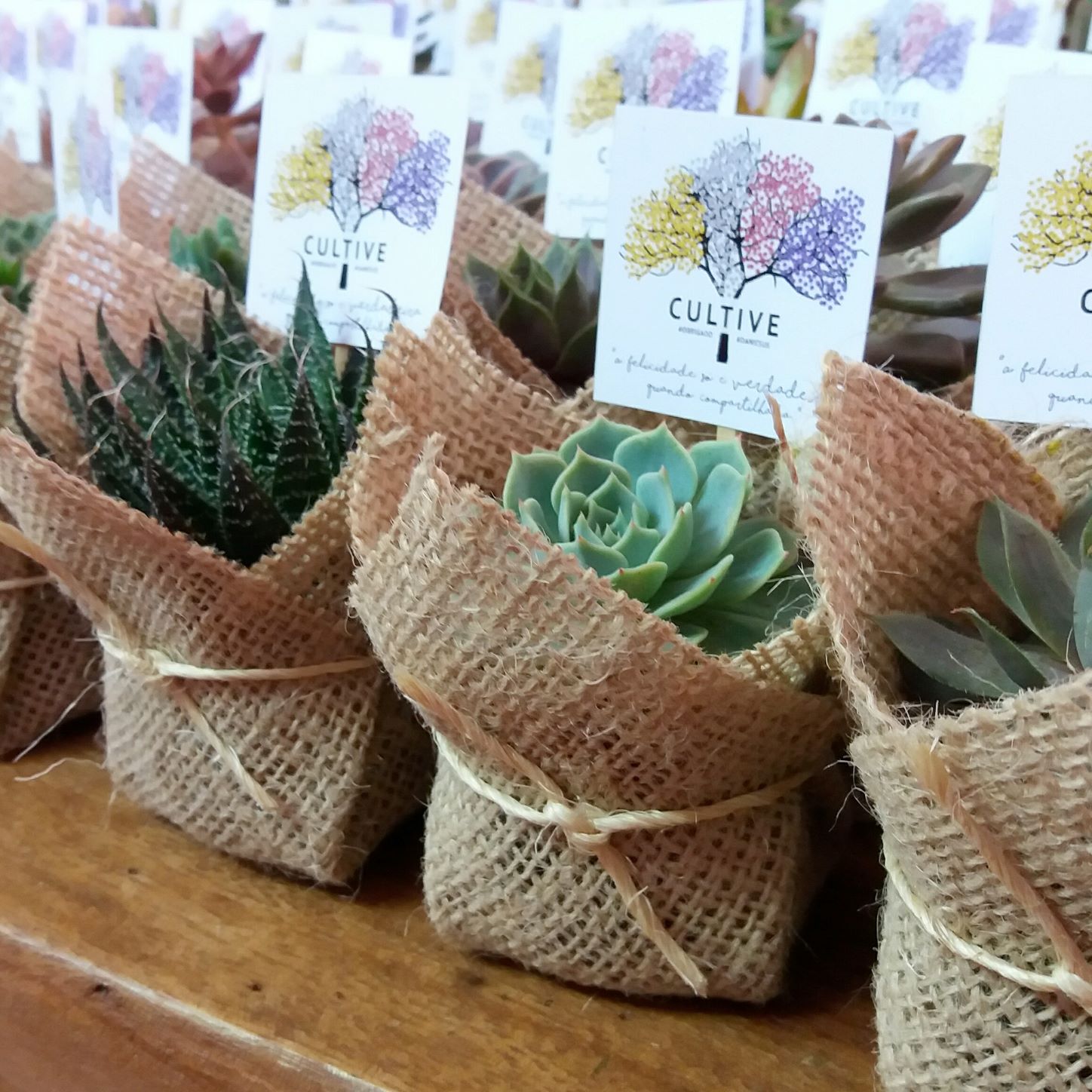 Curso Lembrancinhas com Suculentas - Florinha da Nat | Hotmart