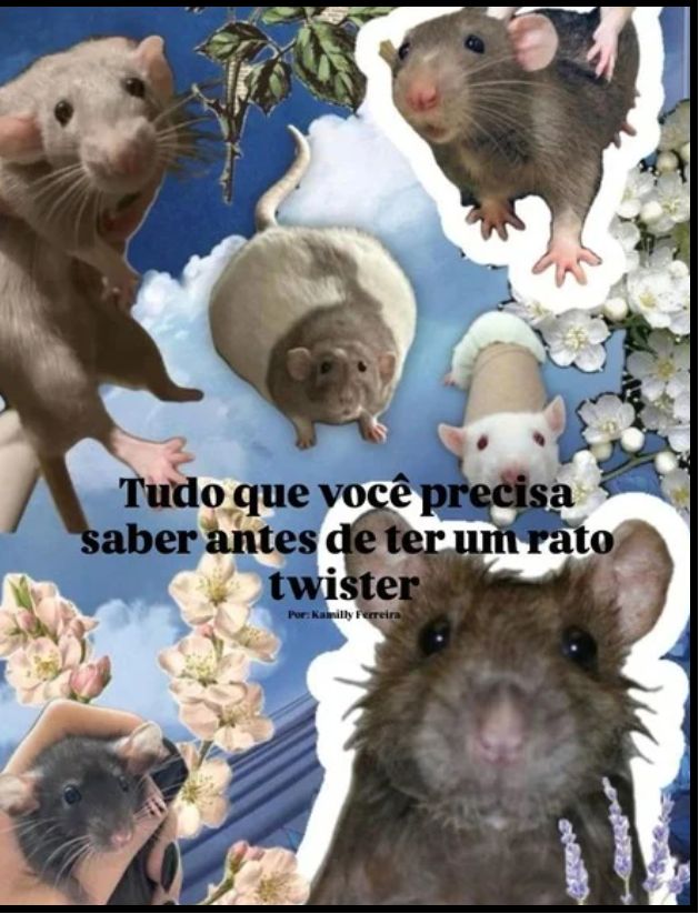 Guia- tudo q você precisa saber antes de ter um rato twister - Kam...