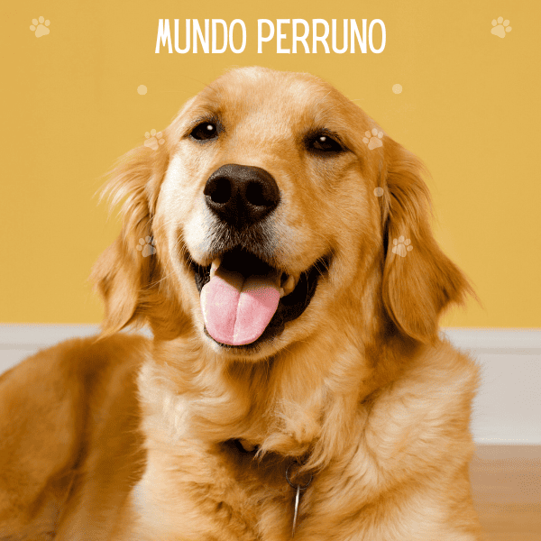 Mundo Perruno