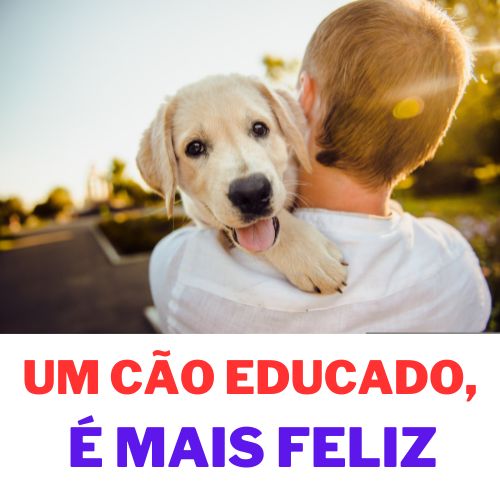 Um cão educado, é um cão mais feliz - Nino621414 | Hotmart