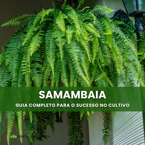 Mestres da Samambaia: Tornando-se um Especialista em Cultivo - Hort...