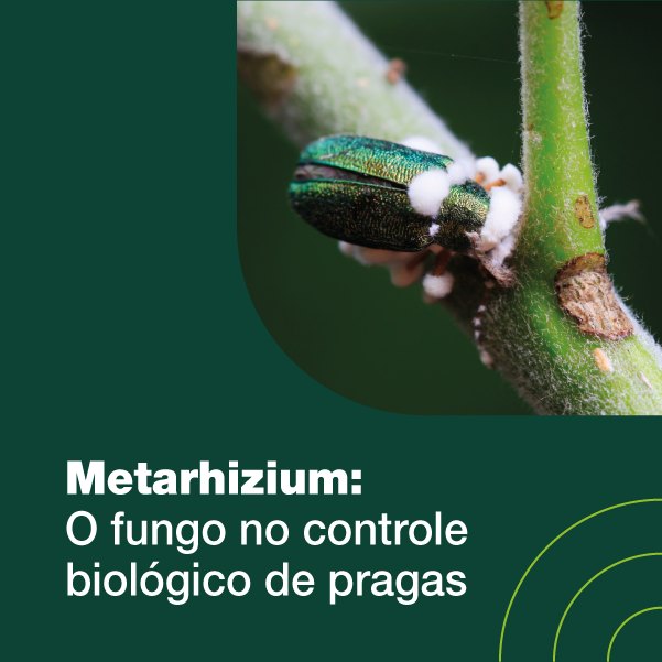 Metarhizium: o fungo no controle biológico de pragas - Elevagro | H...