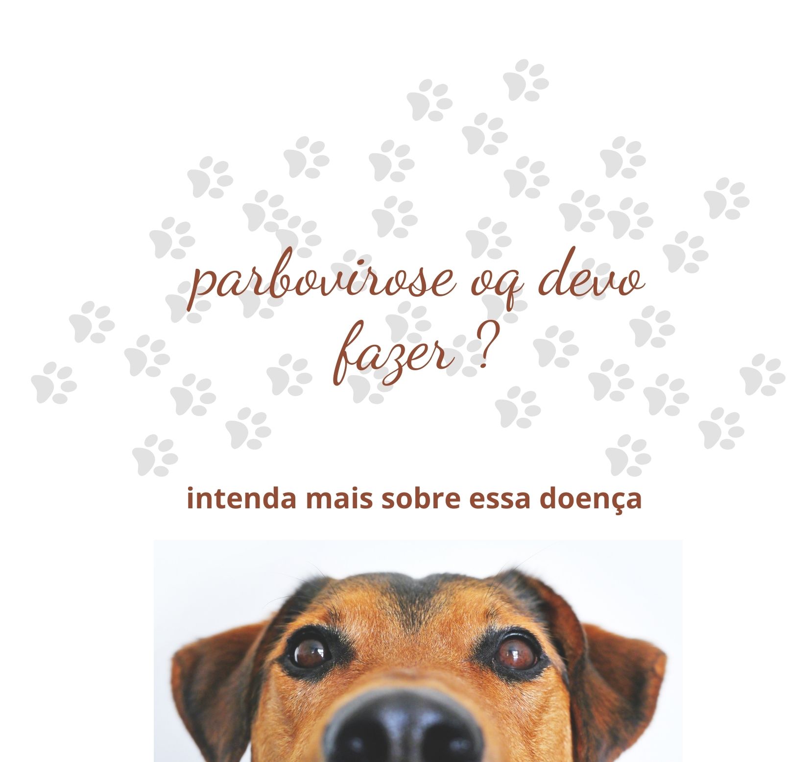 parvovirose canina devo me preucupar ? - HENDRIK LINCON DOS SANTOS ...