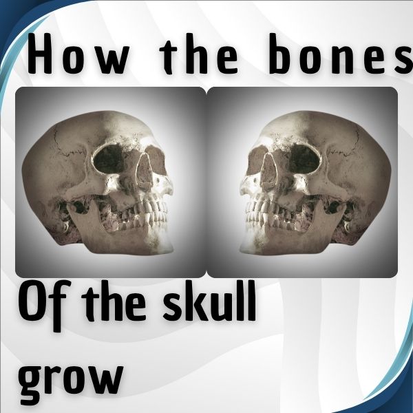 PDF - How does the growth of the jaw occur through Meckel's cartilage ...