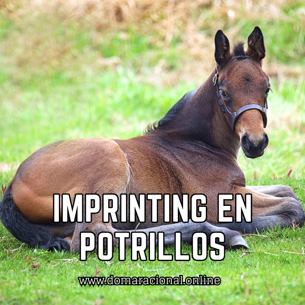 Imprinting en Potrillos: La técnica que facilita el amanse desde el...