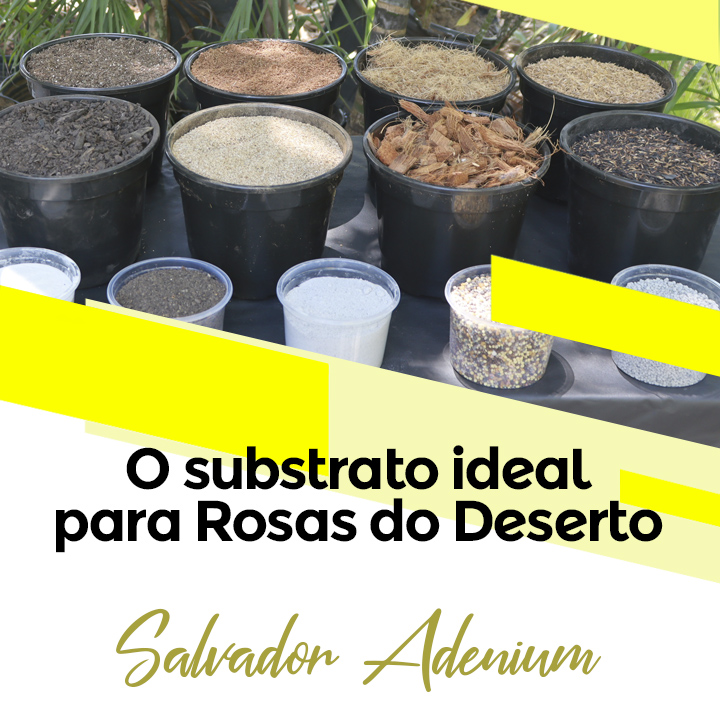 CURSO 2 - O SUBSTRATO IDEAL PARA SUA ROSA DO DESERTO - Amauri Olive...