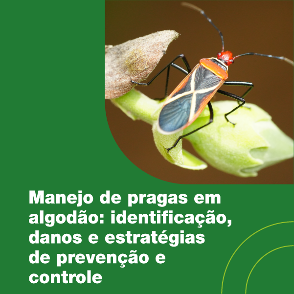 Manejo de pragas em algodão: identificação, danos e estratégias de ...