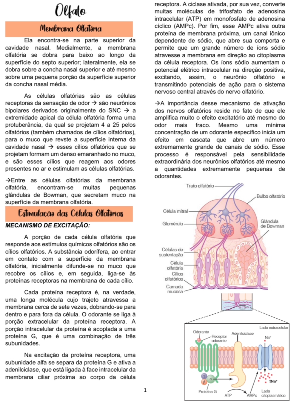 RESUMOS- NEUROFISIOLOGIA ESPECIAL