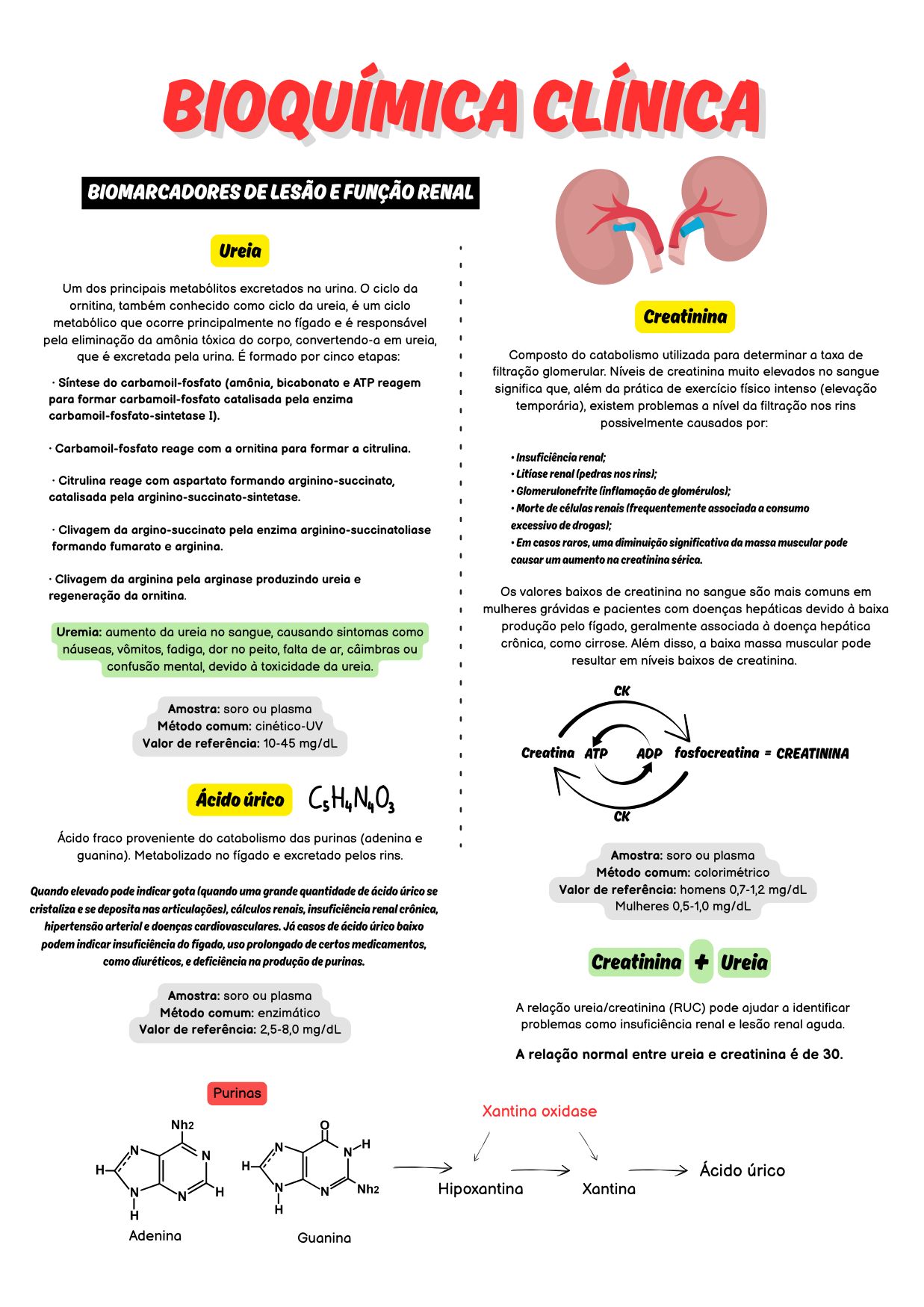 Resumo ilustrado de bioquímica clínica + bônus: guia de tubos de coleta