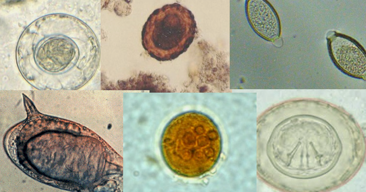 Microbiologia e parasitologia (Foco em helmintos e protozoários)