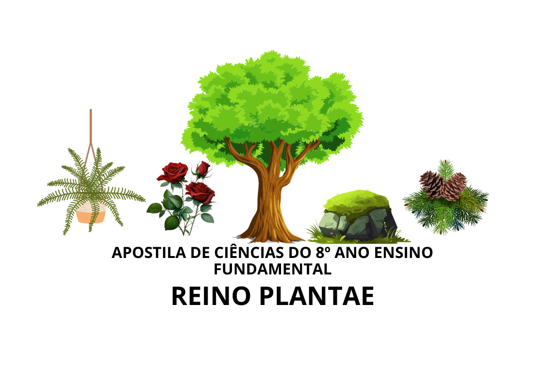 REINO PLANTAE: APOSTILA DE CIÊNCIAS DO 8º ANO ENSINO FUNDAMENTAL ...
