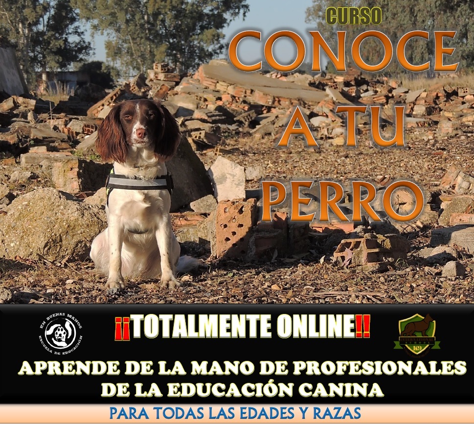 Conoce A Tu Perro International School K9 Hotmart