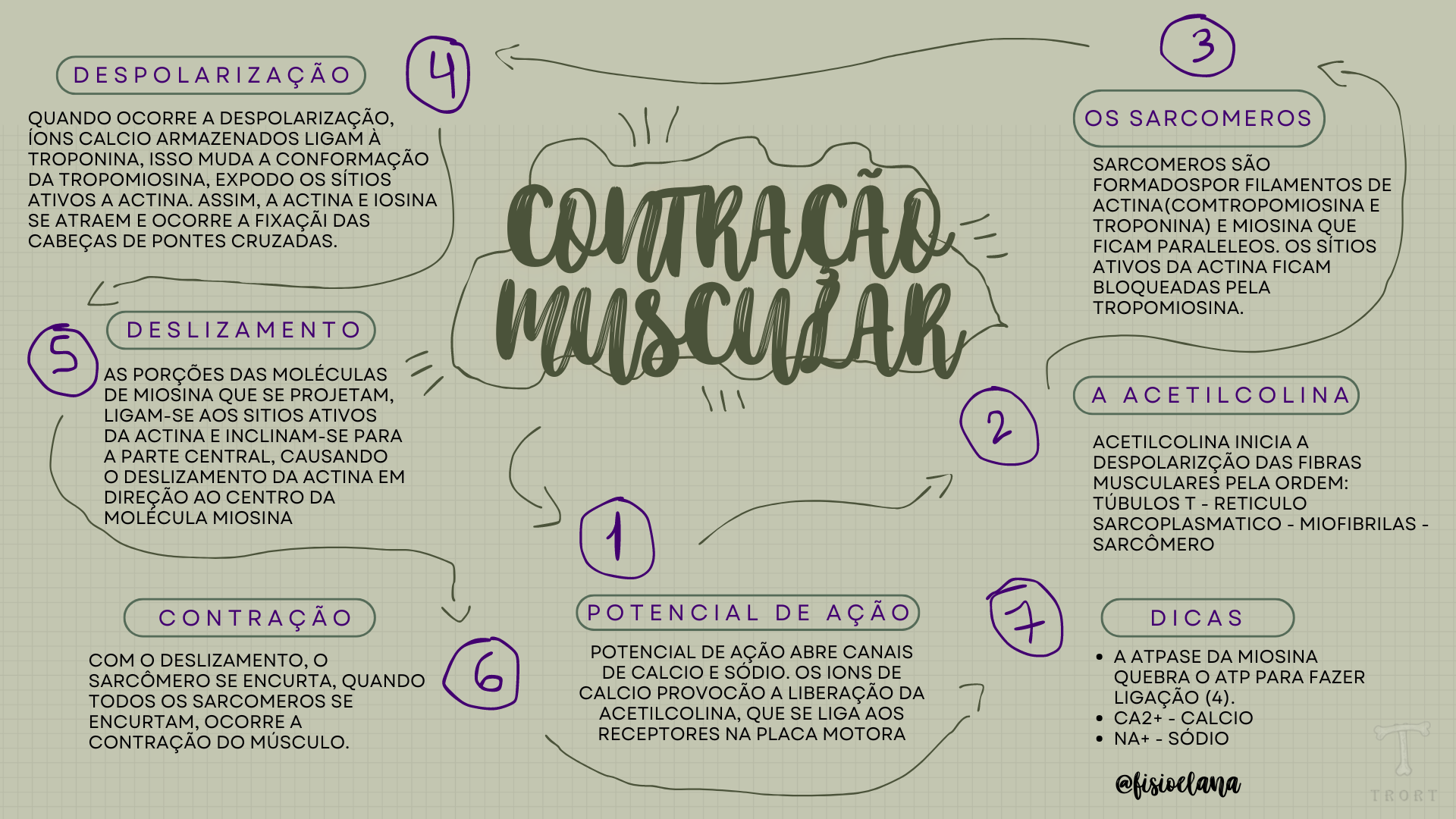 MAPA MENTAL - CONTRAÇÃO MUSCULAR