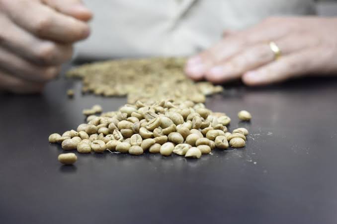 Curso classificação café Conilon robusta - Marlon De Souza almeida ...