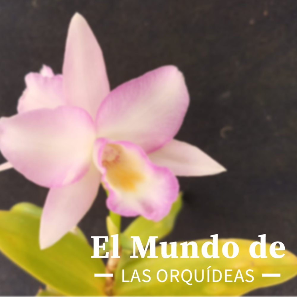 El Mundo de las Orquídeas y su Cultivo - Sandro Cusi | Hotmart