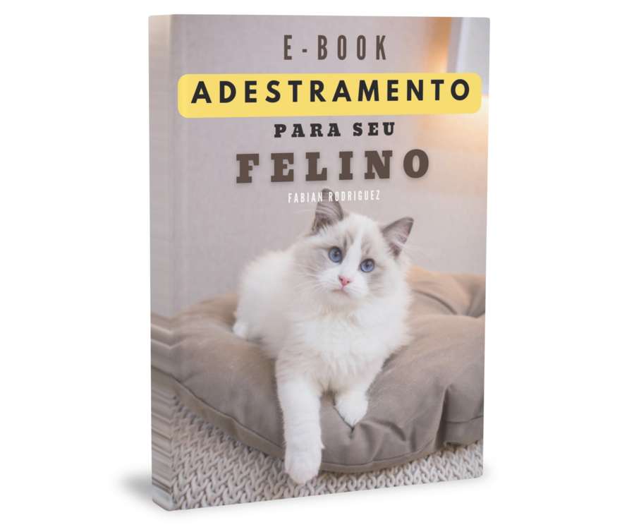 Adestramento para Gatos - Dicas de adestramentos - Negócios Digitai...