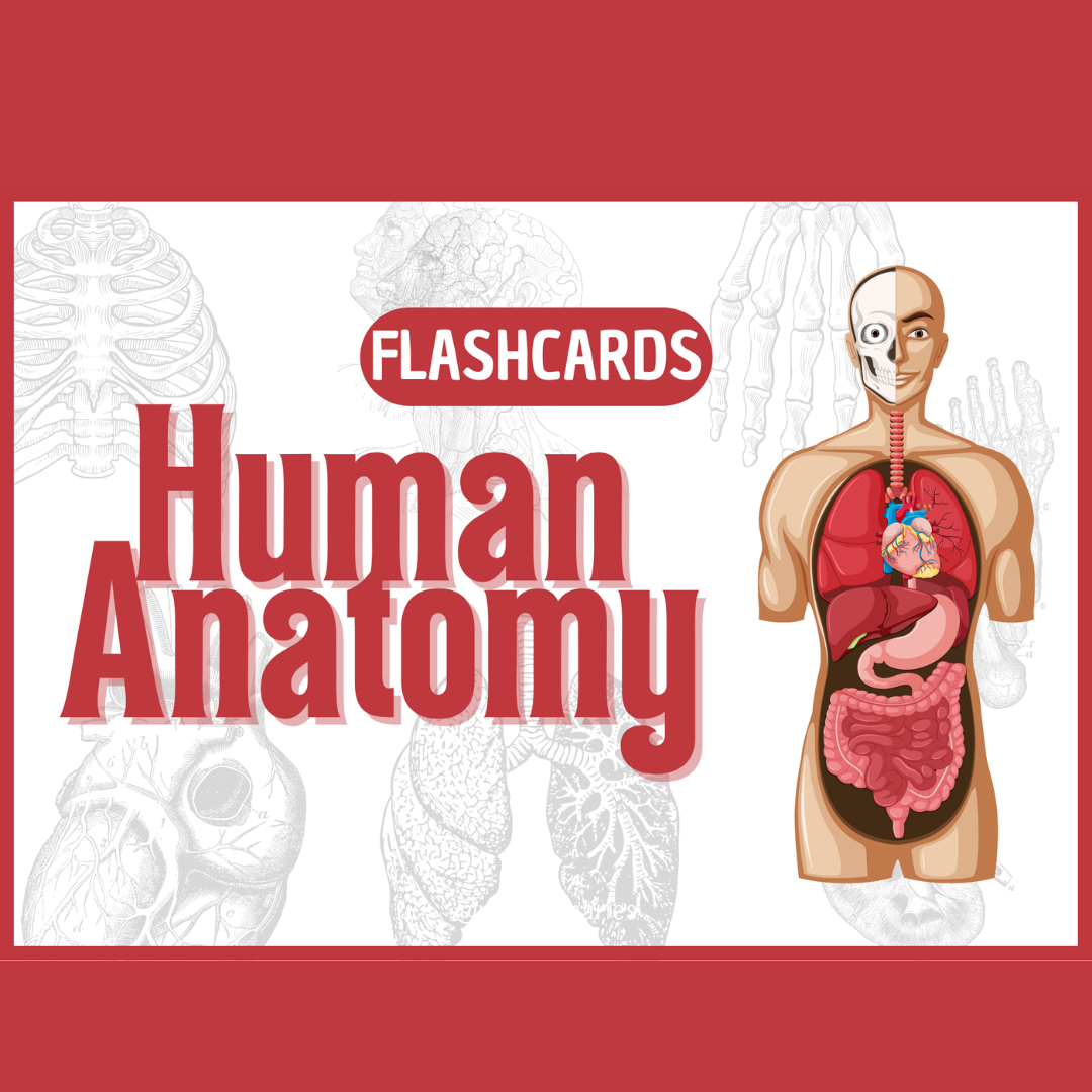 HUMAN ANATOMY FLASHCARDS