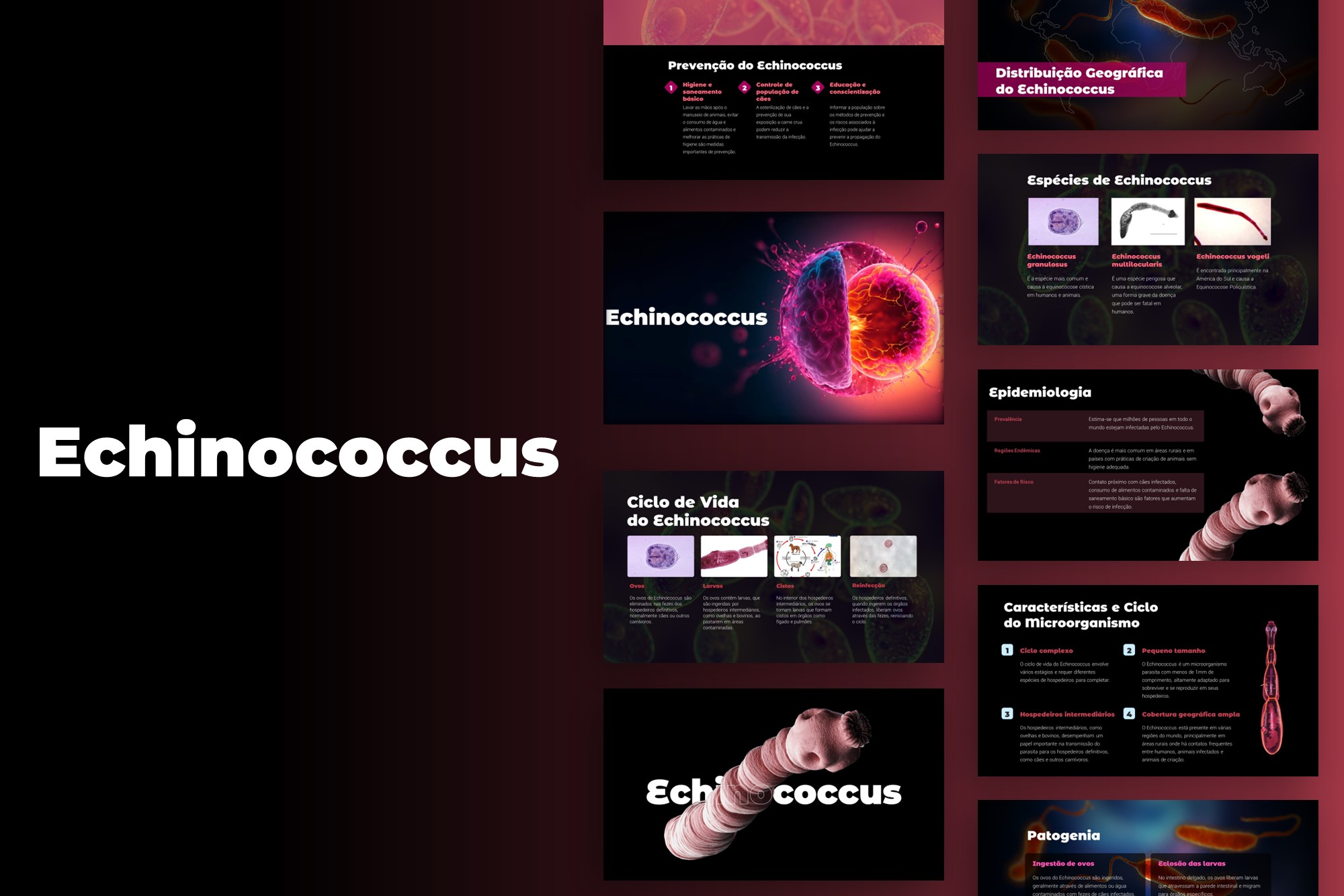Echinococcus - Template de PowerPoint - Marcelo Setubal | Hotmart