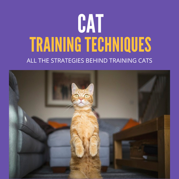 Cat Training Techniques