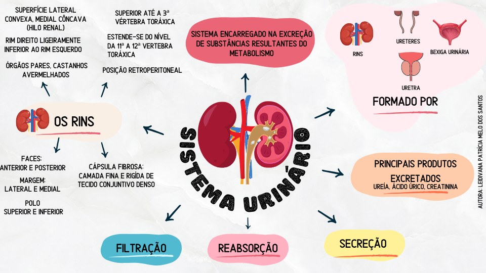 Mapa Mental Resumo Sistema Urinário - Leidivana Melo | Hotmart