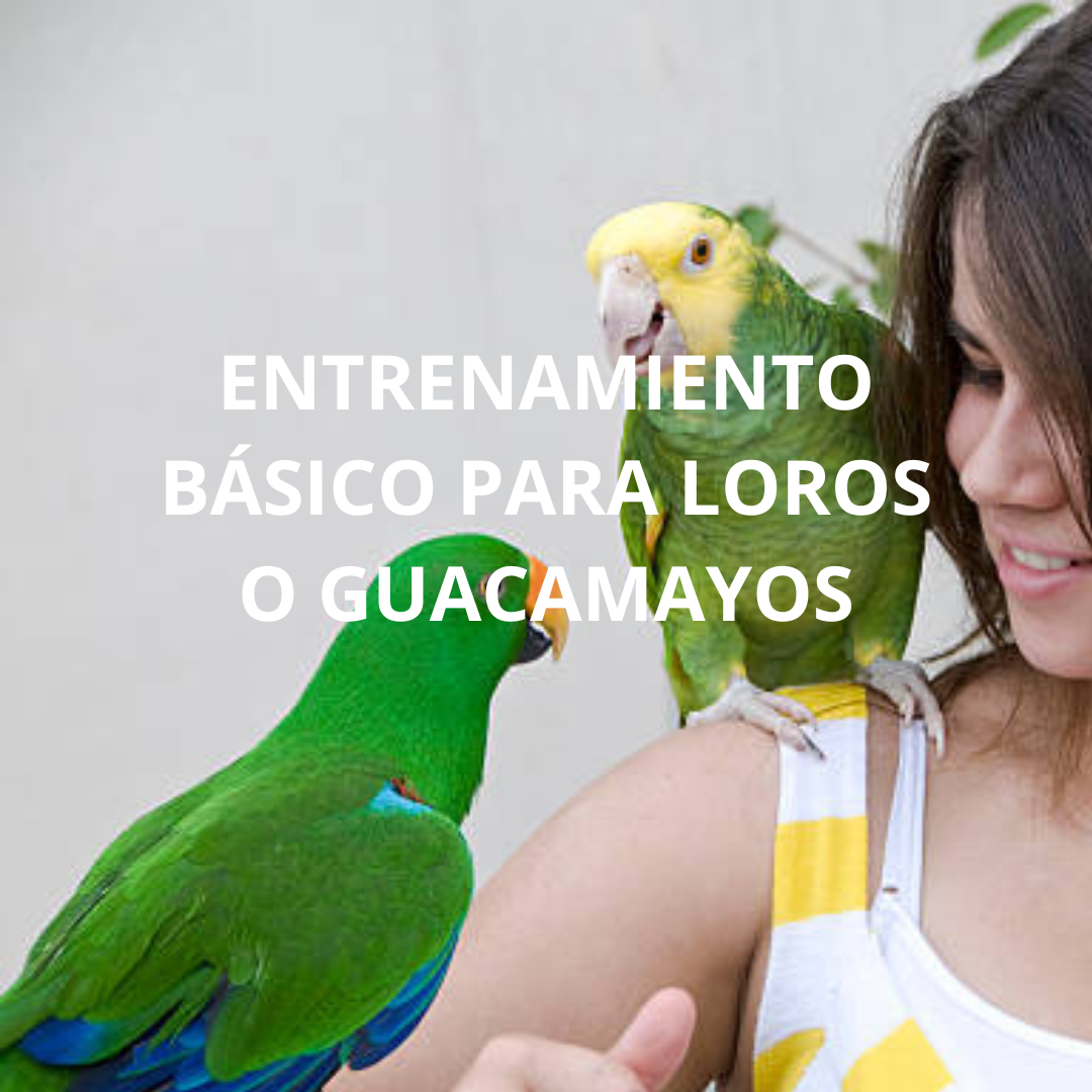 ENTRENAMIENTO BÁSICO PARA LOROS O GUACAMAYOS - RUBEN SAAVEDRA PEREZ...