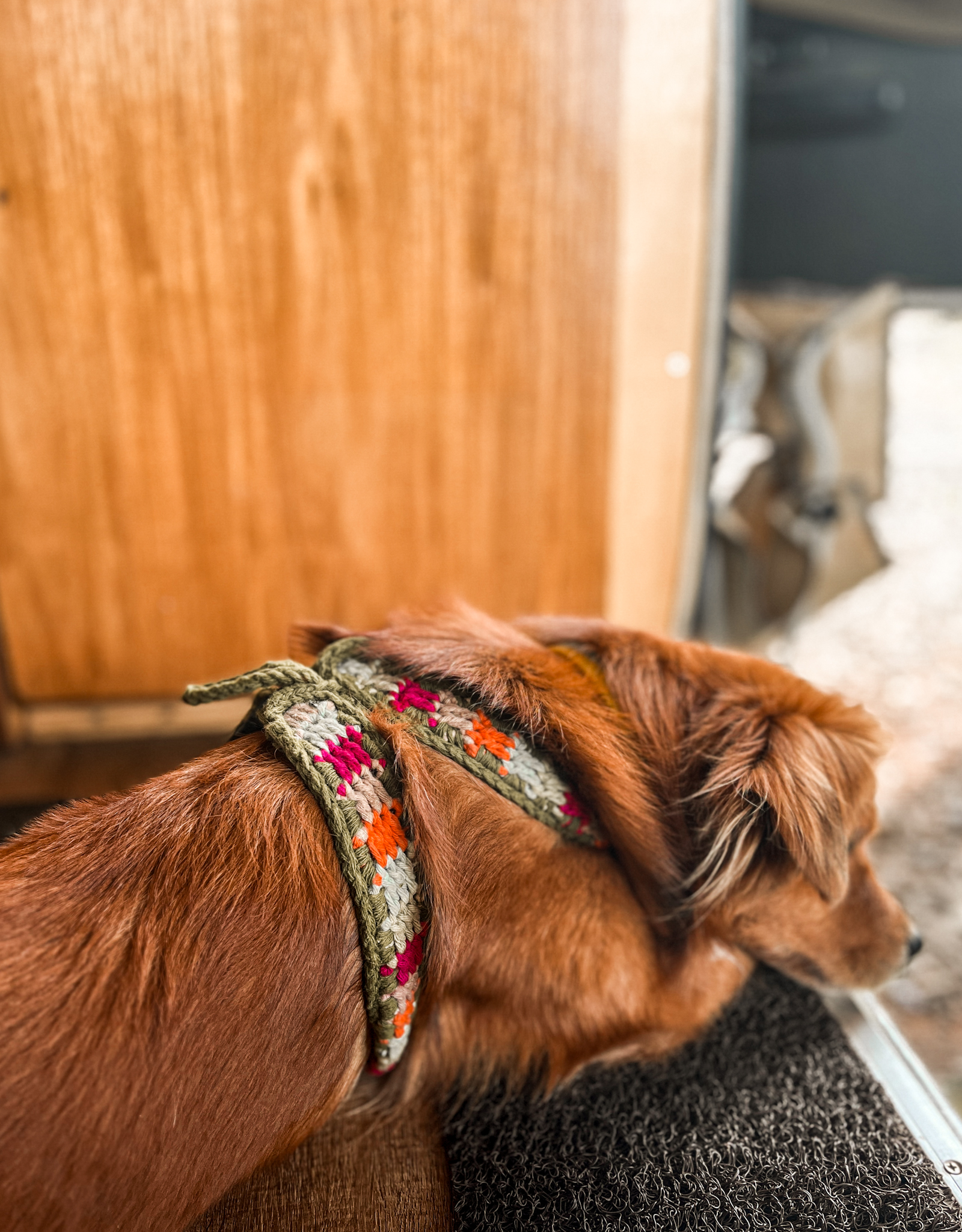 Peitoral & Guia para Pets - Eco Lua | Hotmart