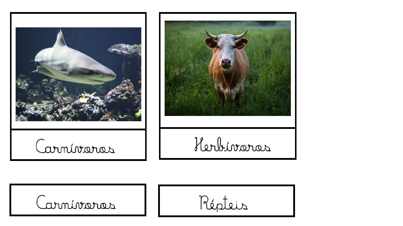 Cards Tipos de animais - Rachel Mendes Avelar | Hotmart