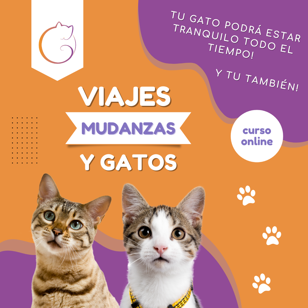 Viajes, Mudanzas y Gatos - Maria fernanda Prieto Ramirez | Hotmart